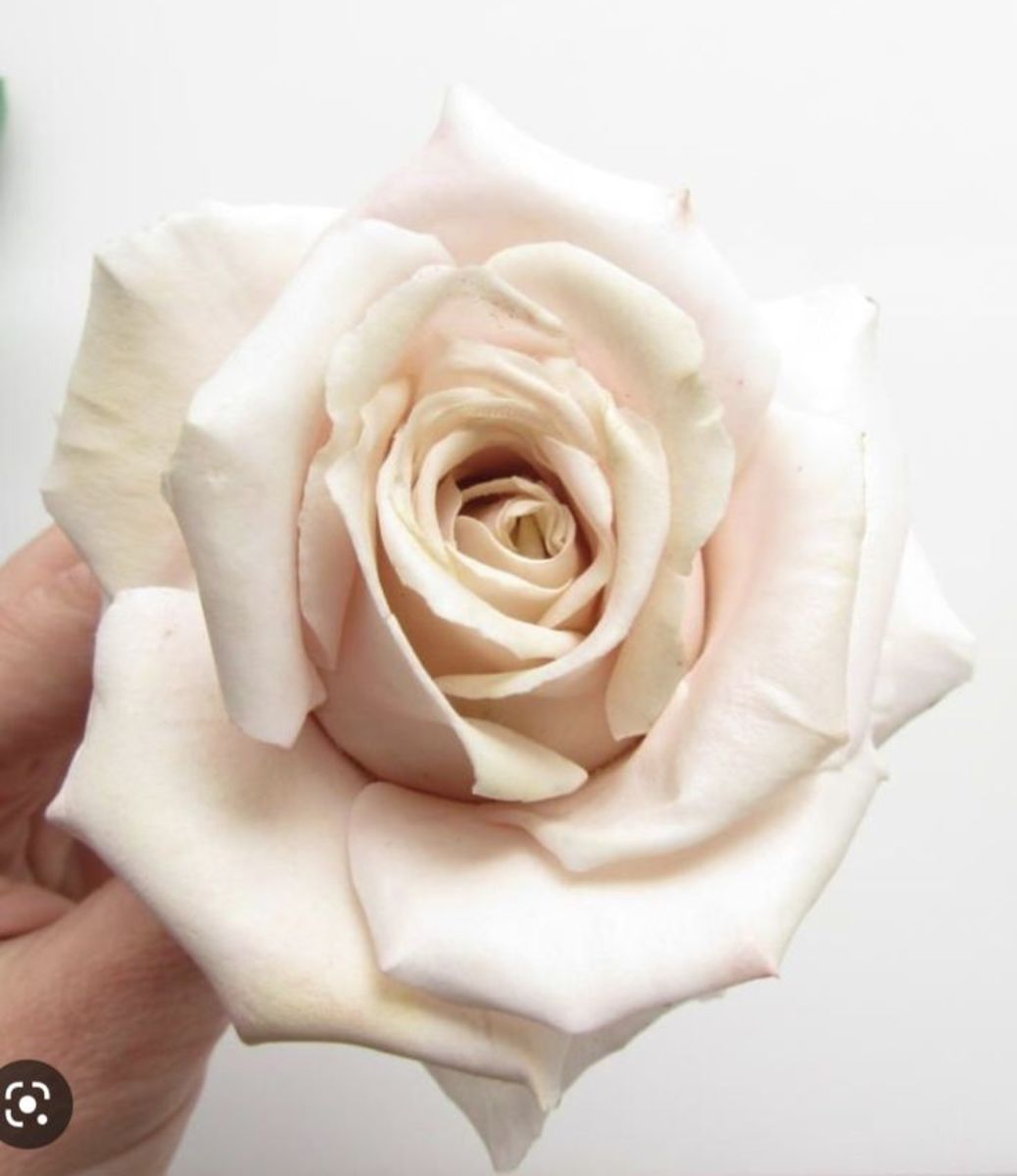 Different Colors of Roses and Their Meanings - HubPages