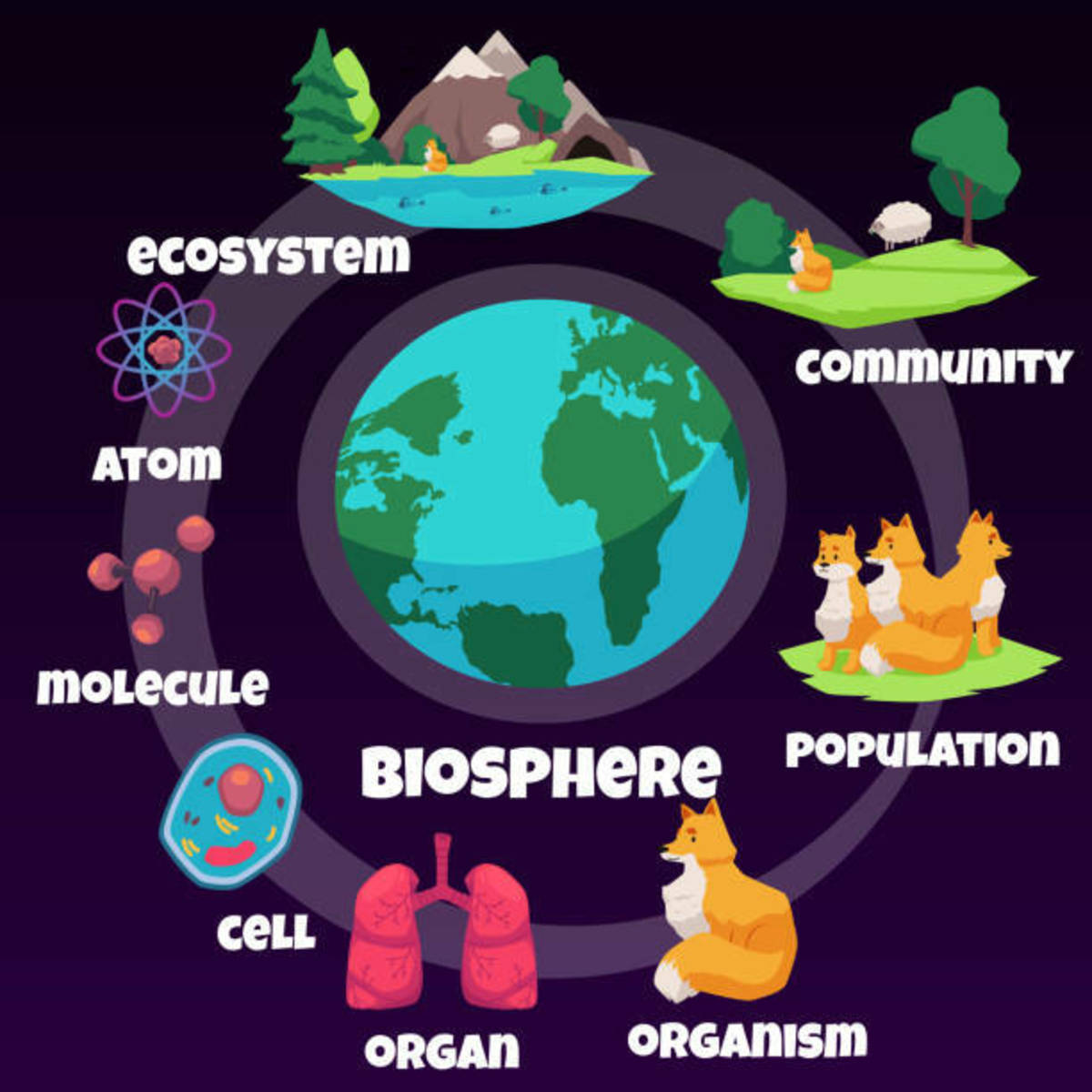 Levels of Biological Organization - HubPages