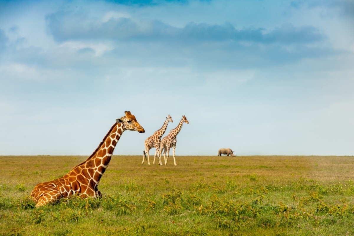 Levels of Biological Organization - HubPages