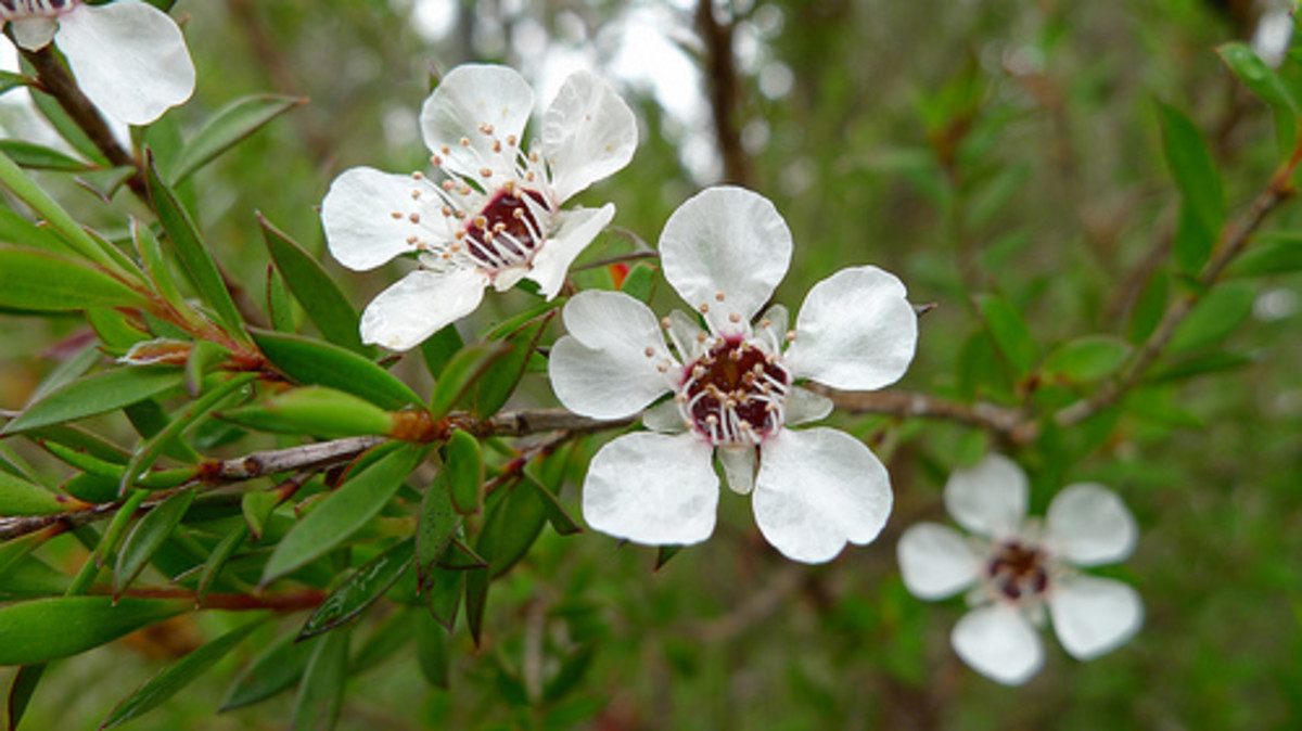 Honey & Health - Manuka Honey - HubPages