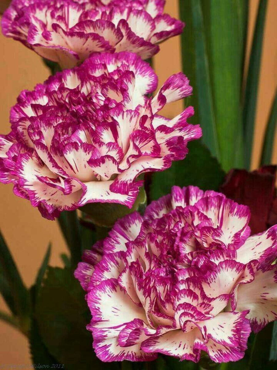 Colors of Carnations and Their Meanings - HubPages