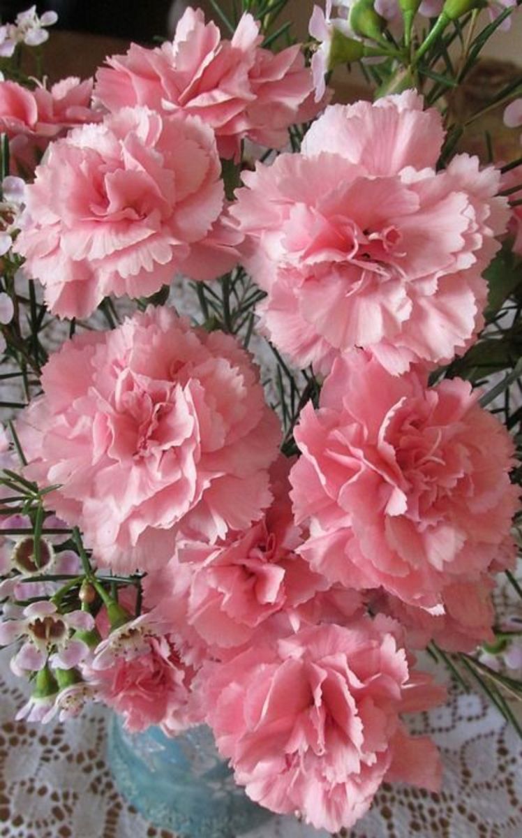 Colors of Carnations and Their Meanings - HubPages