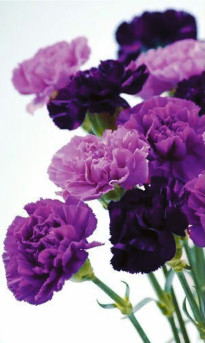 Colors of Carnations and Their Meanings - HubPages