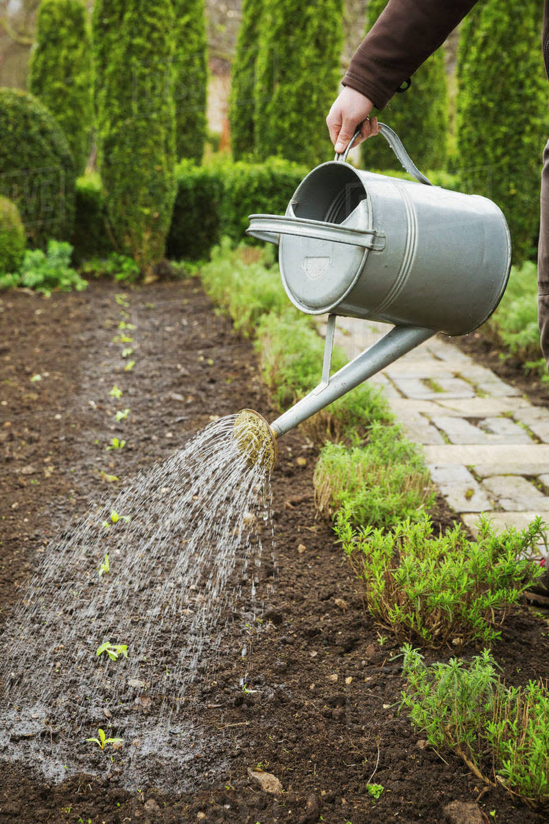 Your Only Guide to Easily Grow the Best Tasting Vegetables This Spring ...