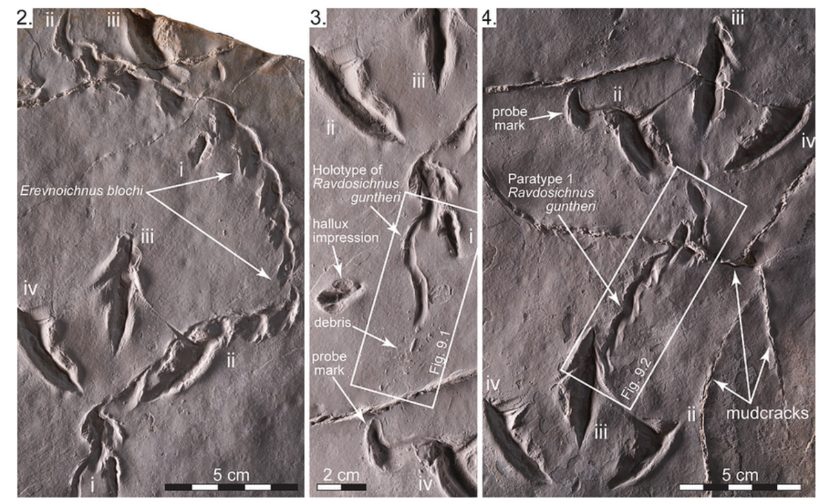 How to Bird: 50 Million-Year-Old Fossil Traces Reveal Ancient Waterbird ...