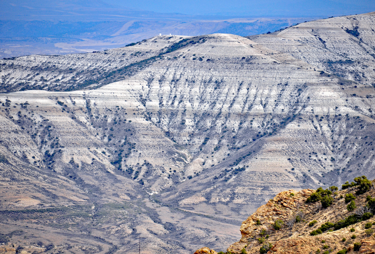 How to Bird: 50 Million-Year-Old Fossil Traces Reveal Ancient Waterbird ...