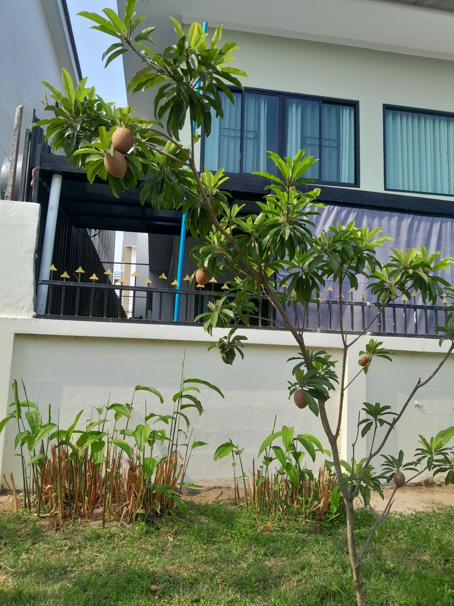 Tropical Fruit Trees Around Our Thailand Home - HubPages