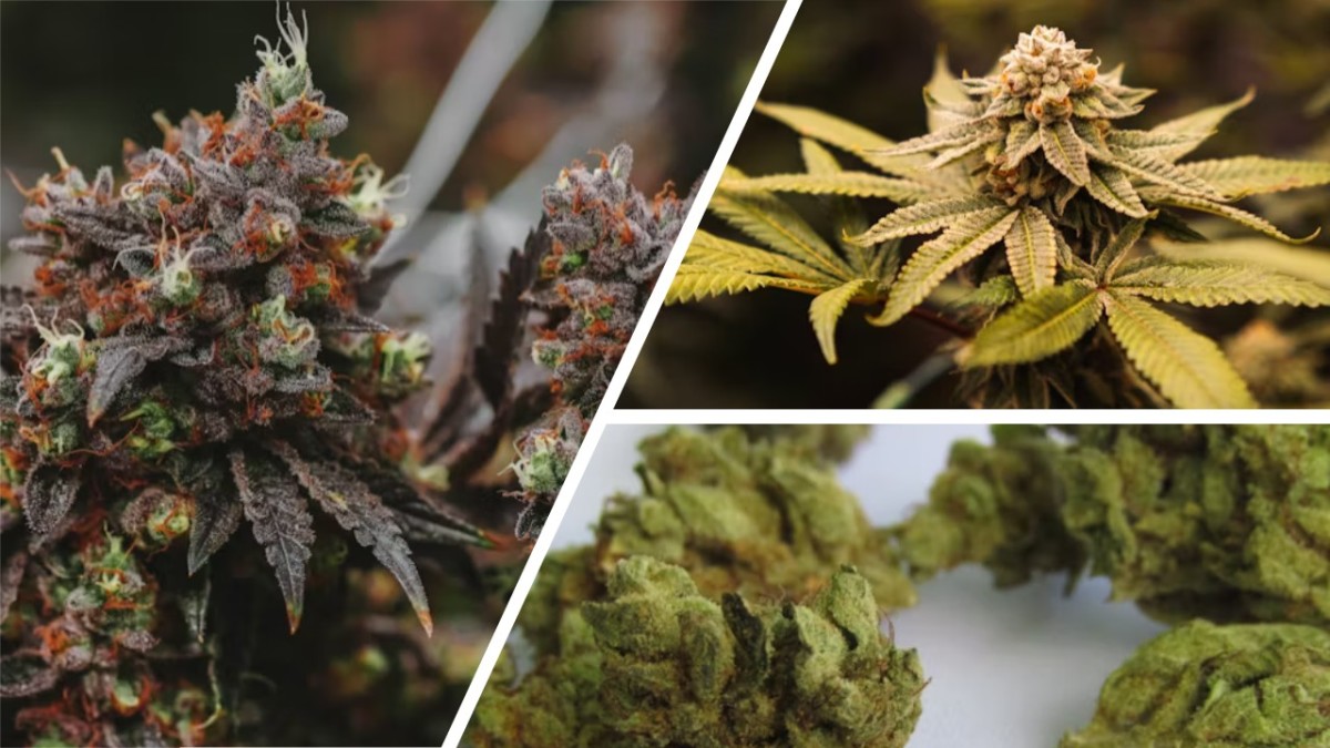 Marijuana Use Will Rewire Your Brain - HubPages