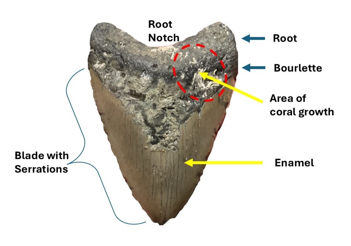 Collecting Megalodon Teeth - HubPages