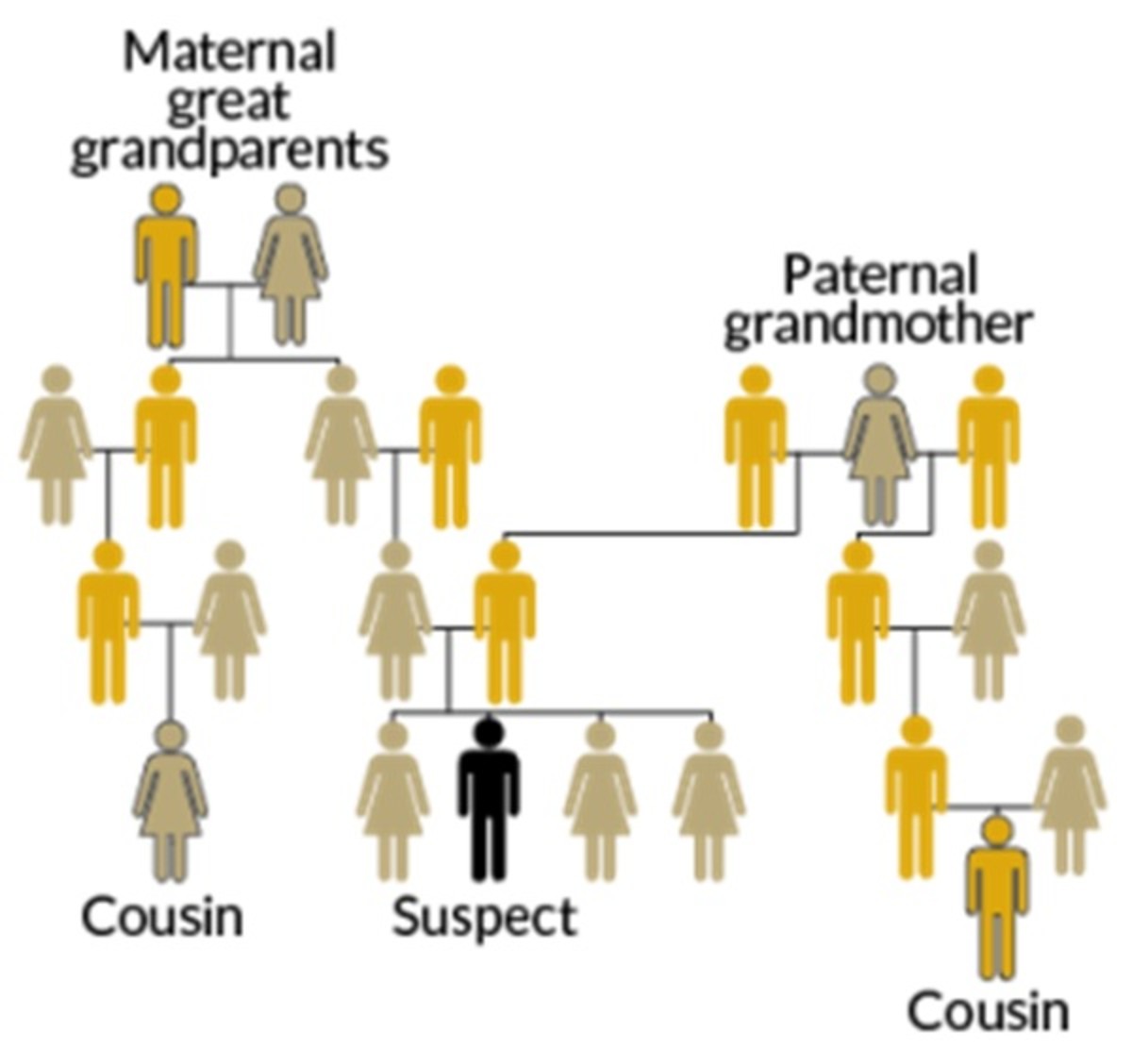 Catch Me If You Can! Genetic Geneology Helps Solve Cold Cases - HubPages