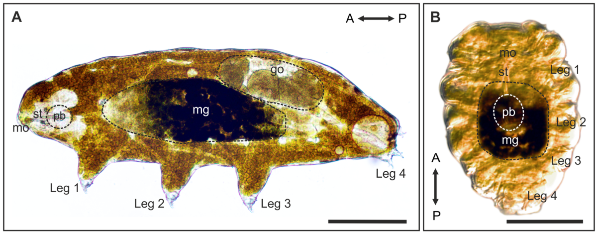 3 Remarkable Animals That Have Survived for 500 Million Years - HubPages