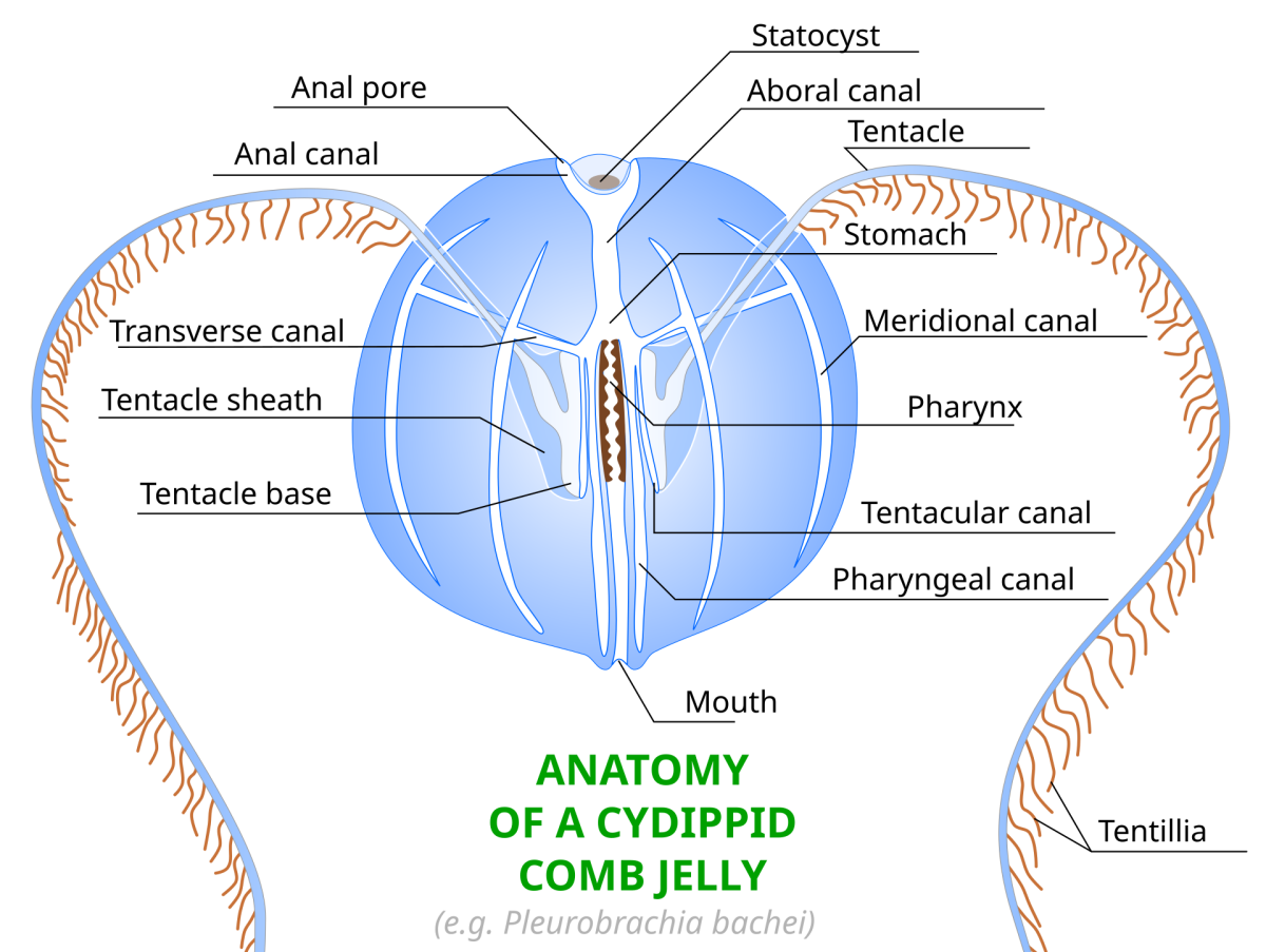 3 Remarkable Animals That Have Survived for 500 Million Years - HubPages