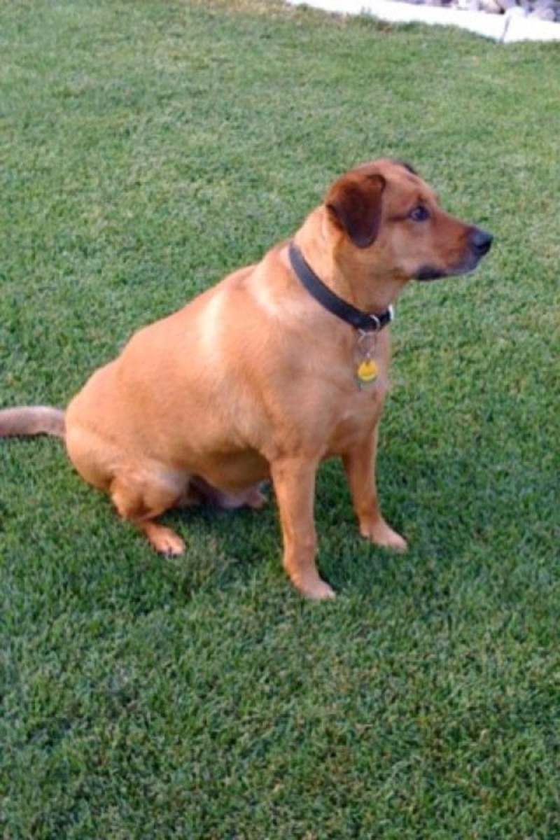 Patrick Carnes: Nevada Man and His Dog Vanish - HubPages