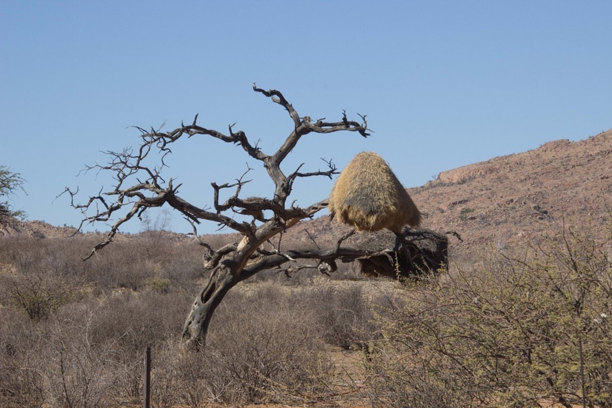 The Stinking Hoatzin and the Slamming Seriema: 6 Really Weird Birds ...