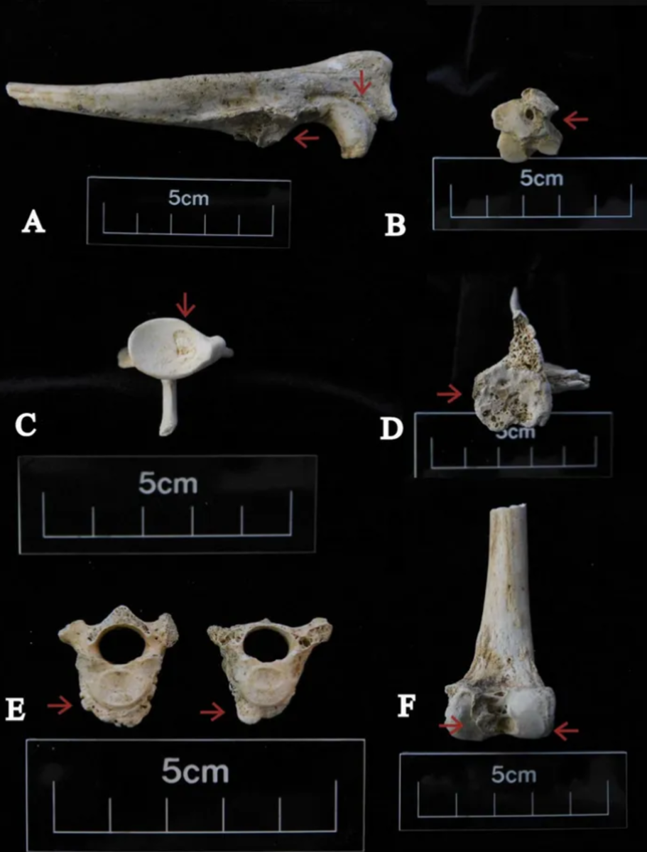 New Study Reveals How Romans May Have Sacrificed Beloved Dogs in ...